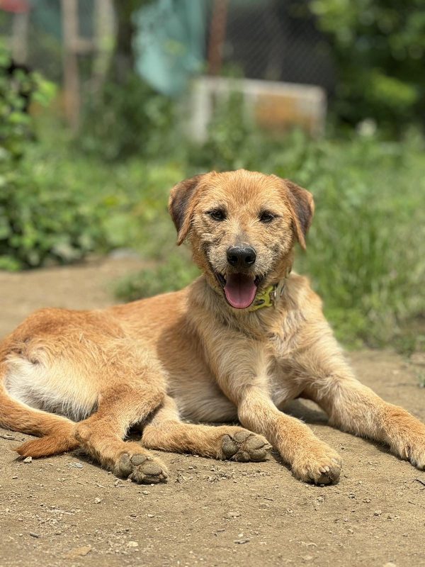 Homepage - Nala Dog Rescue