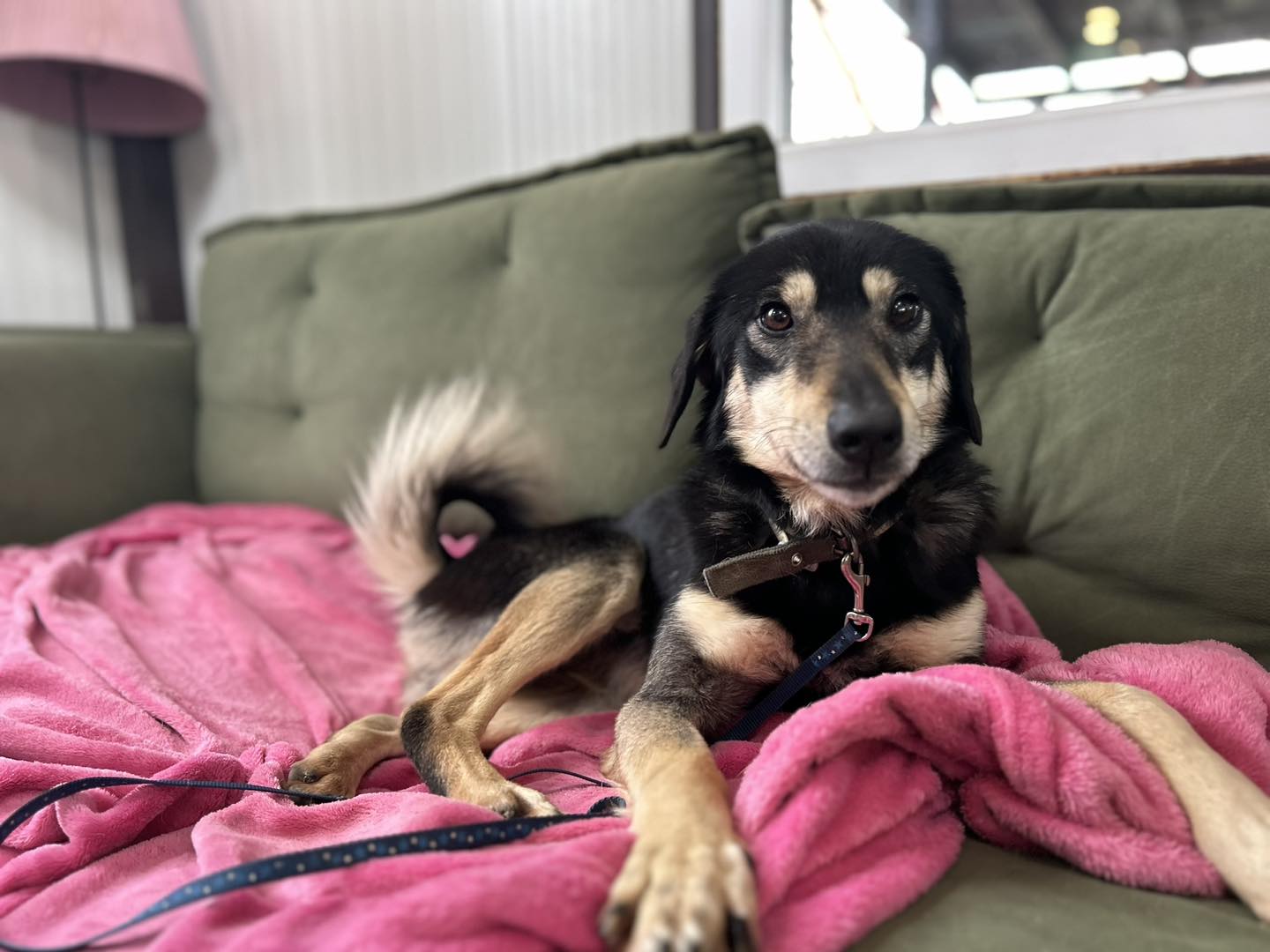 Adopt Eli | Nala Dog Rescue