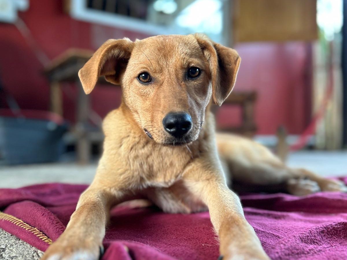 Adopt Lenna | Nala Dog Rescue